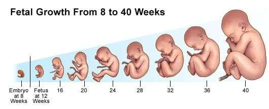 Fetal Development during the First Trimester