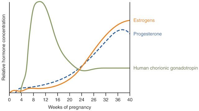 Progesterone Levels During The First Trimester
