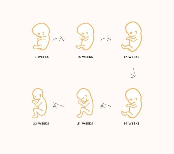 What the Second Trimester is Like for Your Baby
